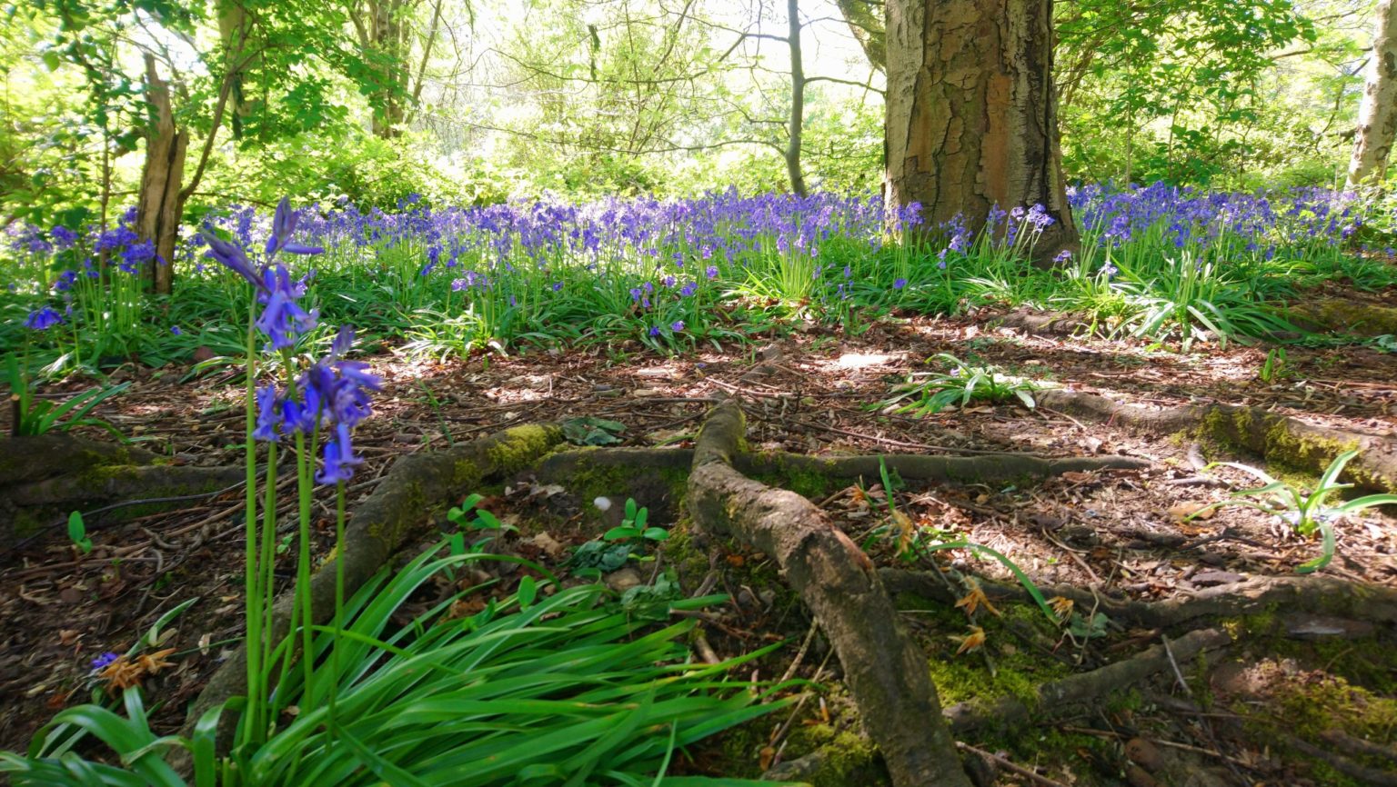 Home - Friends of Priory Park Warwick